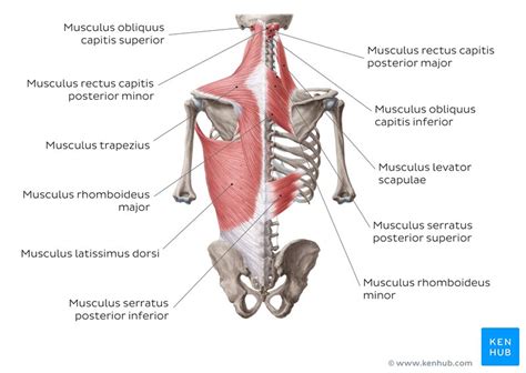 Anatomie Des Rückens Aufbau And Funktion Kenhub