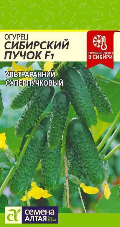 Купить Огурец Сибирский Пучок F1 /5шт суперпучков,ультраранний в Санкт ...