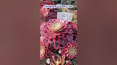 꽃처럼 예쁜 종류 다육이를부탁해 김호중 인생은뷰티풀 다육이 Youtube