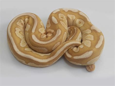 Banana Lesser Ball Python