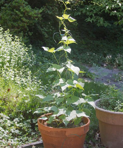 Black Beans Growing Garden