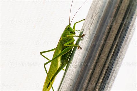 Big Grasshopper In A Garden Tent Katydid Tettigoniidae 37434141 Stock