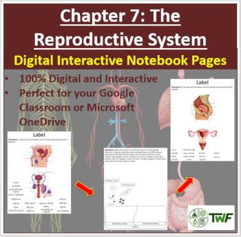 The Reproductive System Digital Interactive Notebook Pages TPT