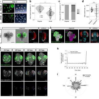 Self Organization Of Primary Embryonic Stem Cells Into Optic