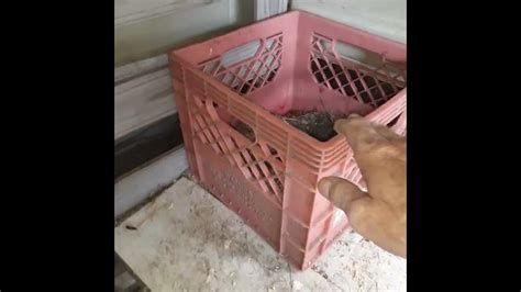 Chicken 🐓 Mystery Solved Youtube