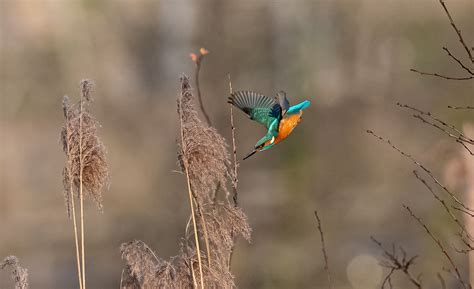 S T U R Z F L U G Foto And Bild Tiere Wildlife Wild Lebende