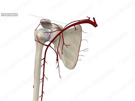 Suprascapular Artery Complete Anatomy