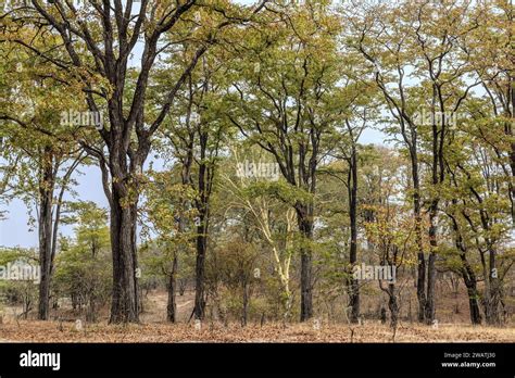 Mopani Forest And Fever Tree Liwonde National Park Malawi Mopani Means Butterfly Due To Leaf