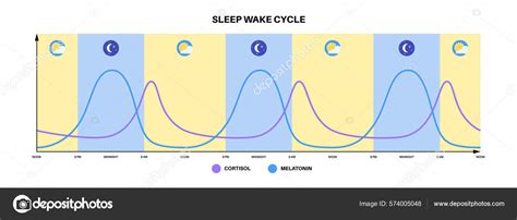 Circadian Rhythm Infographic Poster Melatonin Cortisol Produced Human