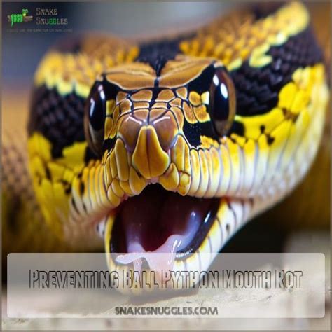 Ball Python Mouth Rot Signs Causes Treat And Prevent
