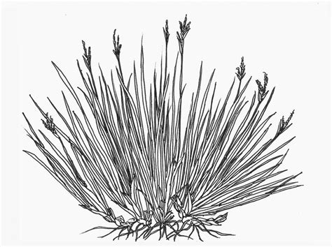Image Result For Drawing Grass Grass Drawing Trees Drawing Tutorial
