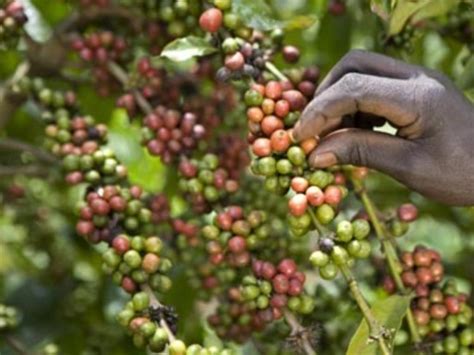 케냐 키암부 Aa 원두커피 싱글오리진 에스프레소