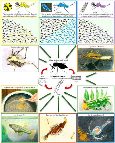 Biological Control Of Mosquito Vectors Past Present And Future
