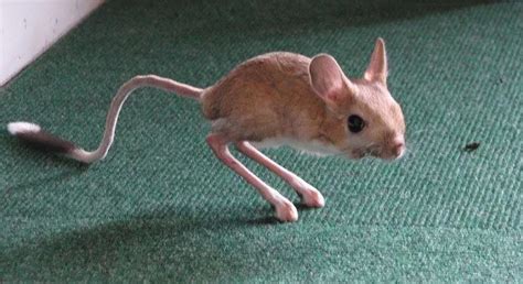 Facts About The Jerboa The Fact Site