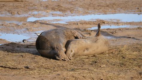 Grey Seals Mating On The Beach Donna Nook Stock Footage Video 33031453 Shutterstock