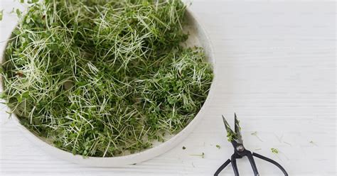 집에서 성장하는 마이크로 그린 흰색 나무 배경에 신선한 마이크로그린 콩나물과 가위가 있는 현대적인 접시 Arugula 바질 아마 물냉이 콩나물 마이크로 그린