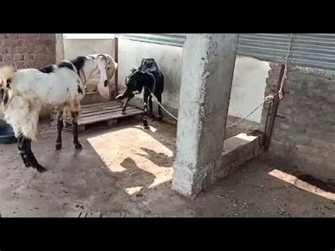 Bakra Cross Mating Hyderabadi Bakra Sex Mating Bakri Video Garam Bakra Patha YouTube