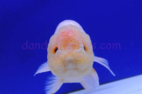 Sakura Ranchu
