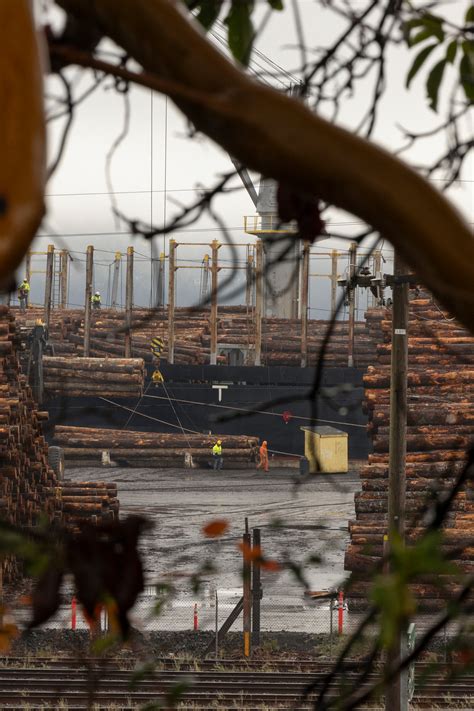 Logging Is The Deadliest Job But Still An Oregon Way Of Life The New York Times
