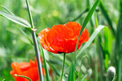 양귀비 석양의 광선에 양귀비의 아름 다운 꽃이 만발한 초원입니다 0명에 대한 스톡 사진 및 기타 이미지 0명 금지됨 꽃 나무 Istock