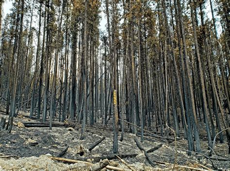 Fact Checking False Solutions 3 Carbon Offsetting Through Reforestation And Afforestation