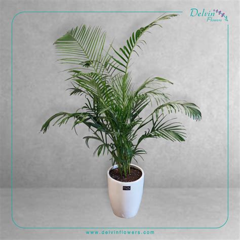 نخل اریکا گالری گل های دلوینگل فروشی آنلاینخرید و فروش اینترنتی گل