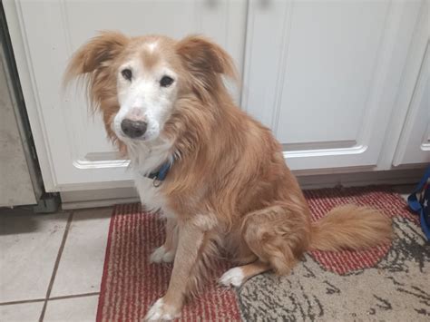 TCL Stylus G Review A Clunky First Step Into The Stylus Smartphone Market Talk Android