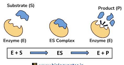 Enzyme Specificity Definition Types Examples And Importance