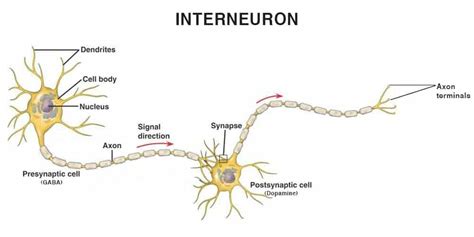 Interneuron And Motor Neuron Diagram Neurons Different Senso