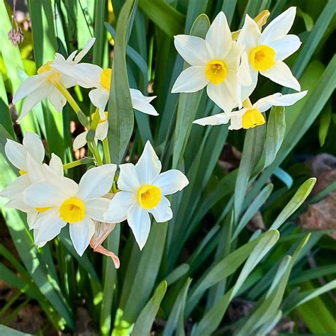 Jonquil Flower Meaning And Symbolism In Different Cultures