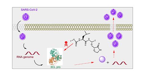Structure Guided Design Of Potent Inhibitors Of Sars Cov 2 3cl Protease