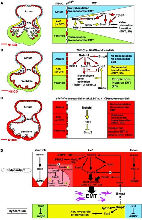 Jci Integration Of A Notch Dependent Mesenchymal Gene Program And