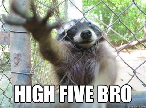 High Five Bro Bro Racoon Quickmeme