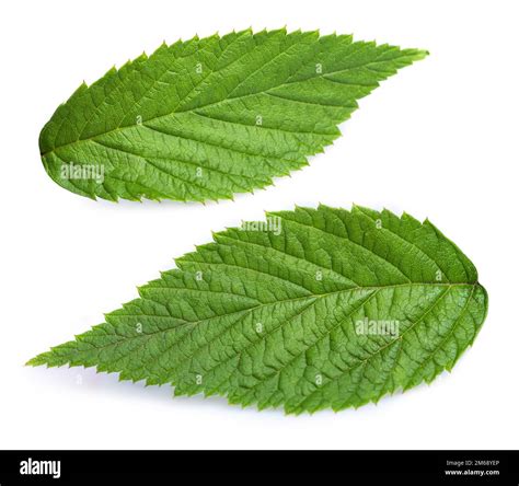 Raspberry Leaf Isolate On White Raspberry Isolated With Clipping Path Professional Studio Raspberry Leaf Isolate On White Raspberry Isolated With Clipping Path Professional Studio