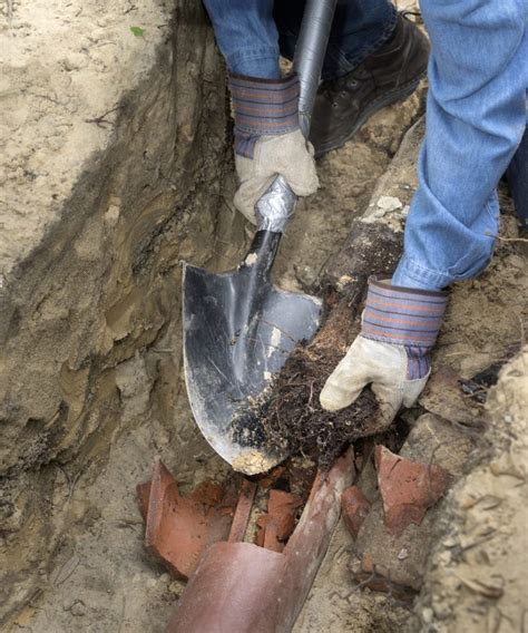 Sewer Tree Roots Removal Services Toronto Saving Plumbing