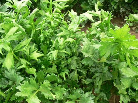 A New Disease Of Celery Leaf Curl Anthracnose Onvegetables