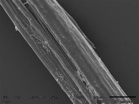 Sem Image Of Untreated Agave Americana Fibre Download Scientific Diagram