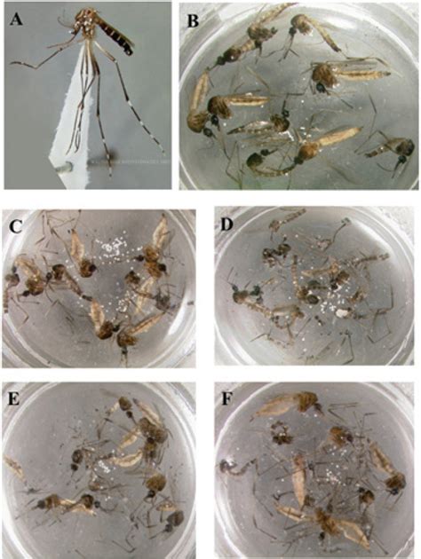 Microscopic Results For Aedes Aegypti A Unmacerated Pinned Ae Download Scientific Diagram