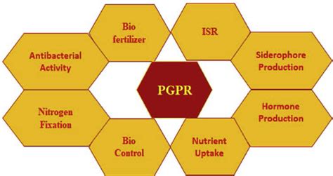2 Different Functions Of Pgpr In Plant Growth Promotion Download Scientific Diagram