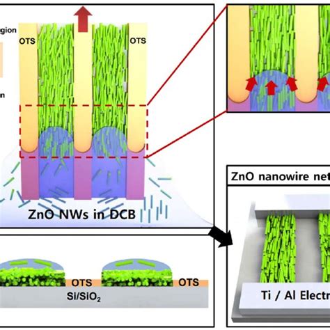 Schematic Diagram Of The Fabrication Procedure Of Zno Nw Network Fet