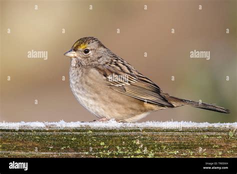 Golden Crowned Sparrow