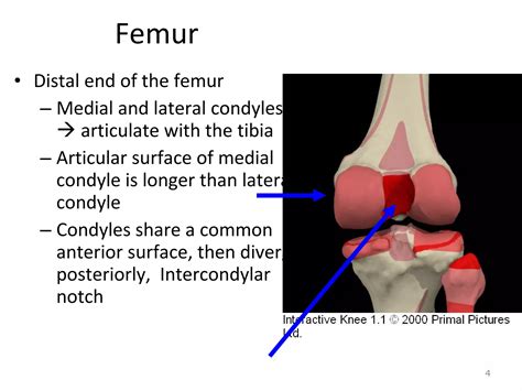 Kin191 A Ch 6 Knee Patellofemoral Anatomy Ppt