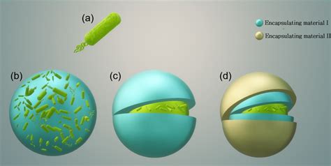 Microfluidic Microencapsulation Of Probiotic Bacteria Dr Sajjad Janfaza