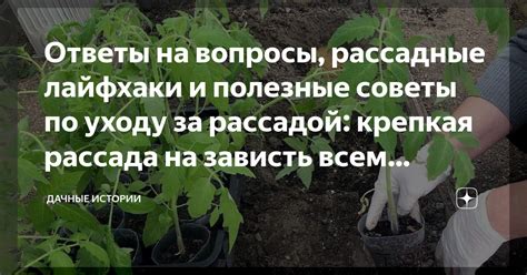 Ответы на вопросы рассадные лайфхаки и полезные советы по уходу за рассадой крепкая рассада на