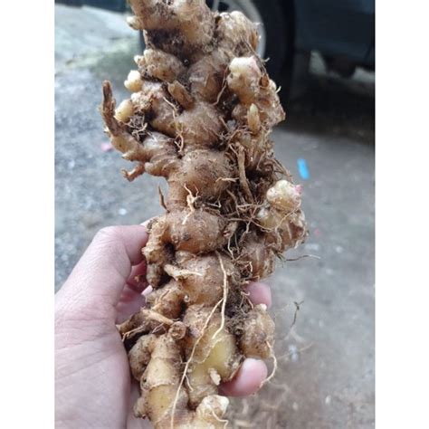 Jual Jahe Segar Jahe Emprit Segar 1kg Shopee Indonesia