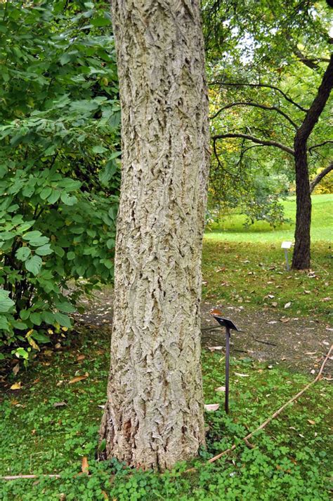 Quercus Variabilis Trees And Shrubs Online