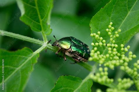 Figeater Beetle