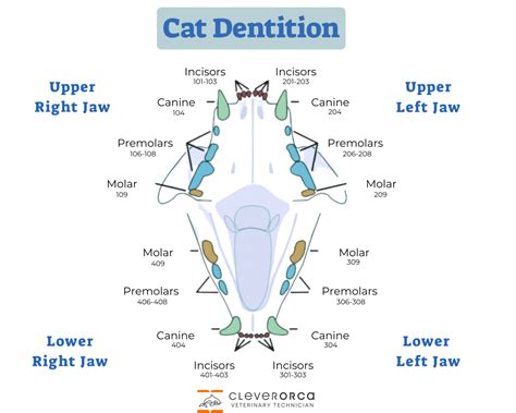 Cat Teeth Diagram