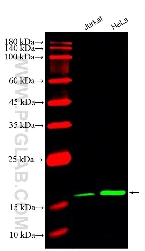 Cyclophilin B Antibody Cl488 66047 Proteintech 武汉三鹰生物技术有限公司