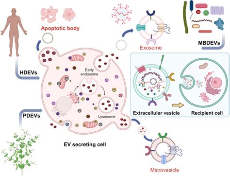 Extracellular Vesicles As Tools And Targets In Therapy For Diseases